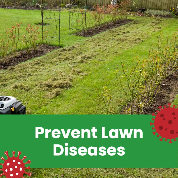 How to Prevent Lawn Diseases? - Landzie