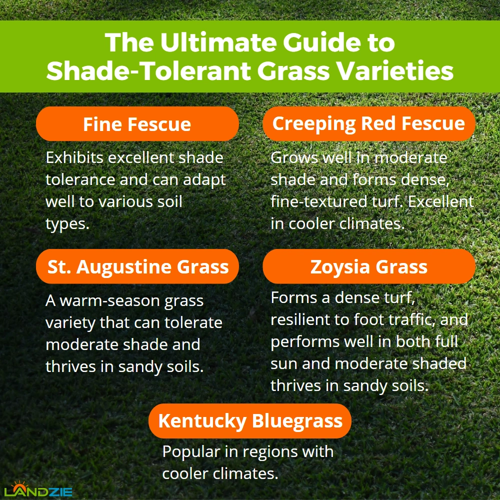 Shade tolerant Grass Varieties