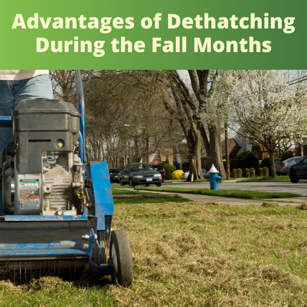 Advantages of Dethatching During the Fall Months - Landzie