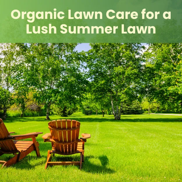 Organic Lawn Care for a Lush Summer Lawn - Landzie