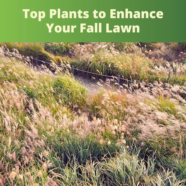 Plants for Fall Season: Top Plants to Enhance Your Fall Lawn