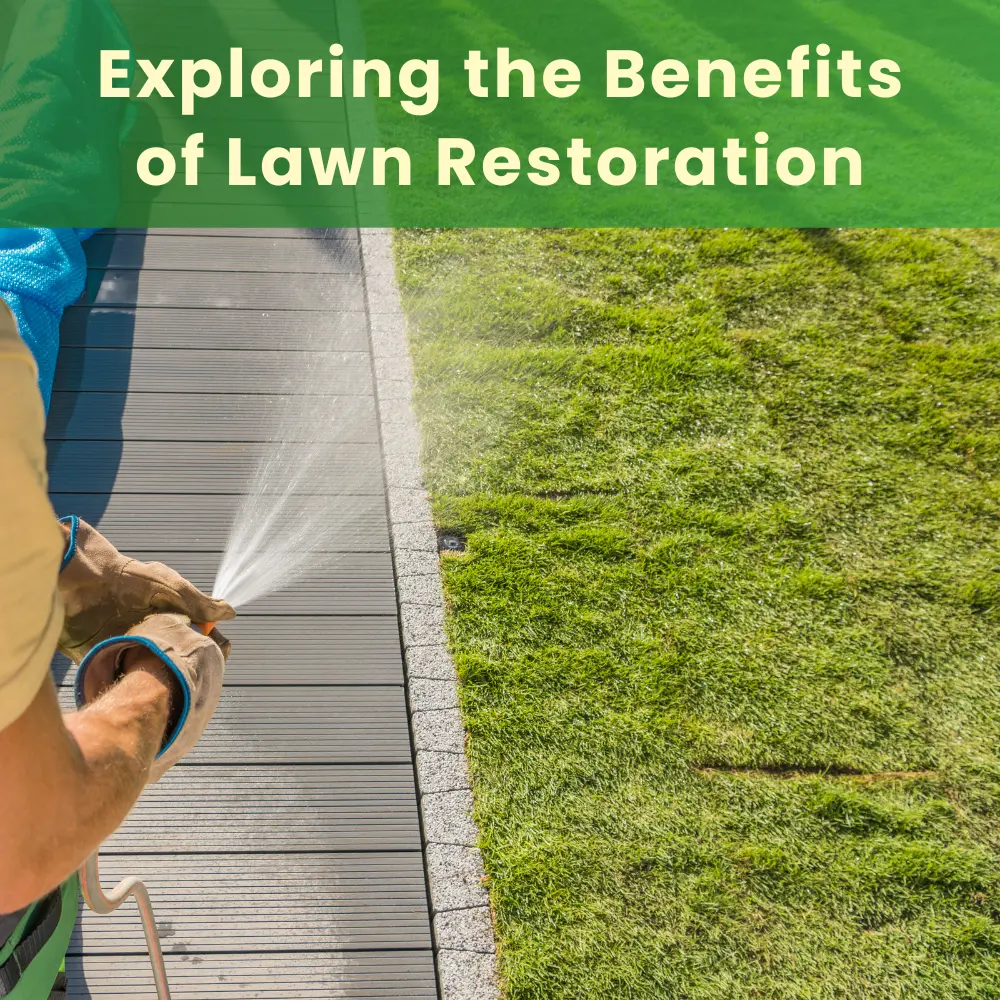 Exploring the Benefits of Lawn Restoration - Landzie