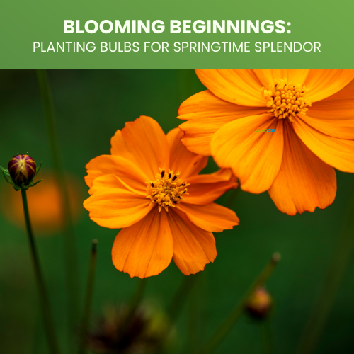 Blooming Beginnings: Planting Bulbs for Springtime Splendor - Landzie