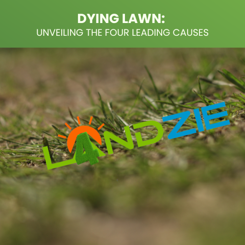 Dying Lawn: Unveiling the Four Leading Causes - Landzie