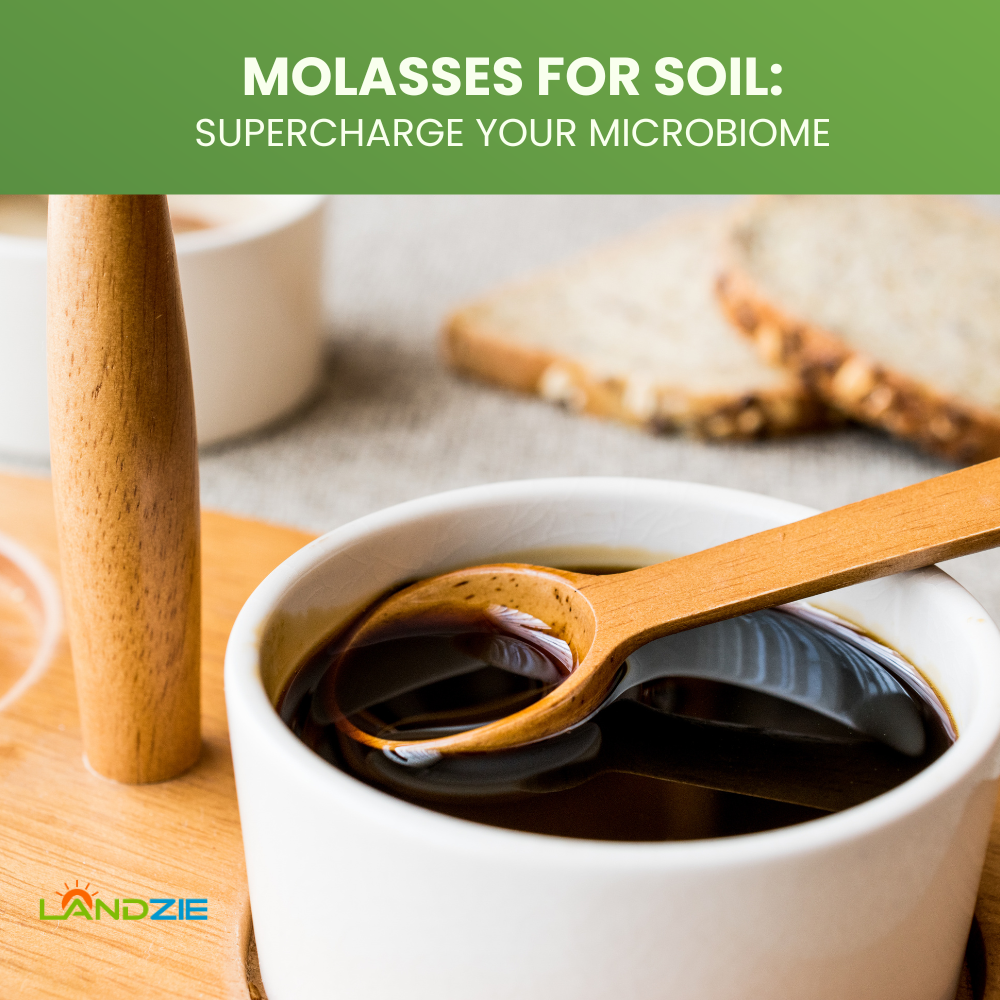 Molasses for Soil: Supercharge Your Microbiome - Landzie