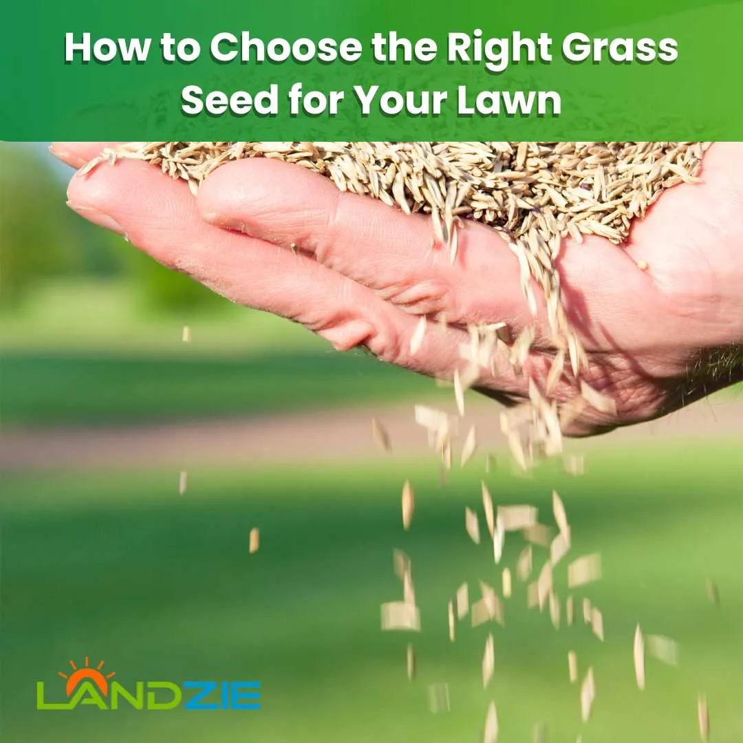 How to Choose the Right Grass Seed for Your Lawn - Landzie
