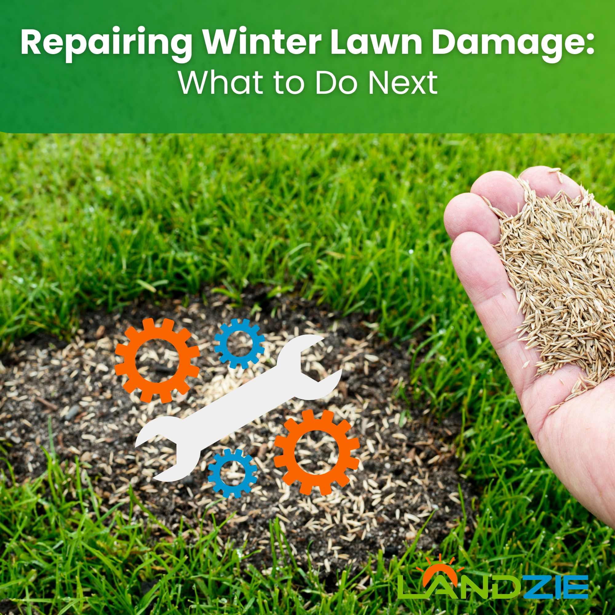 Repairing Winter Lawn Damage: What to Do Next - Landzie