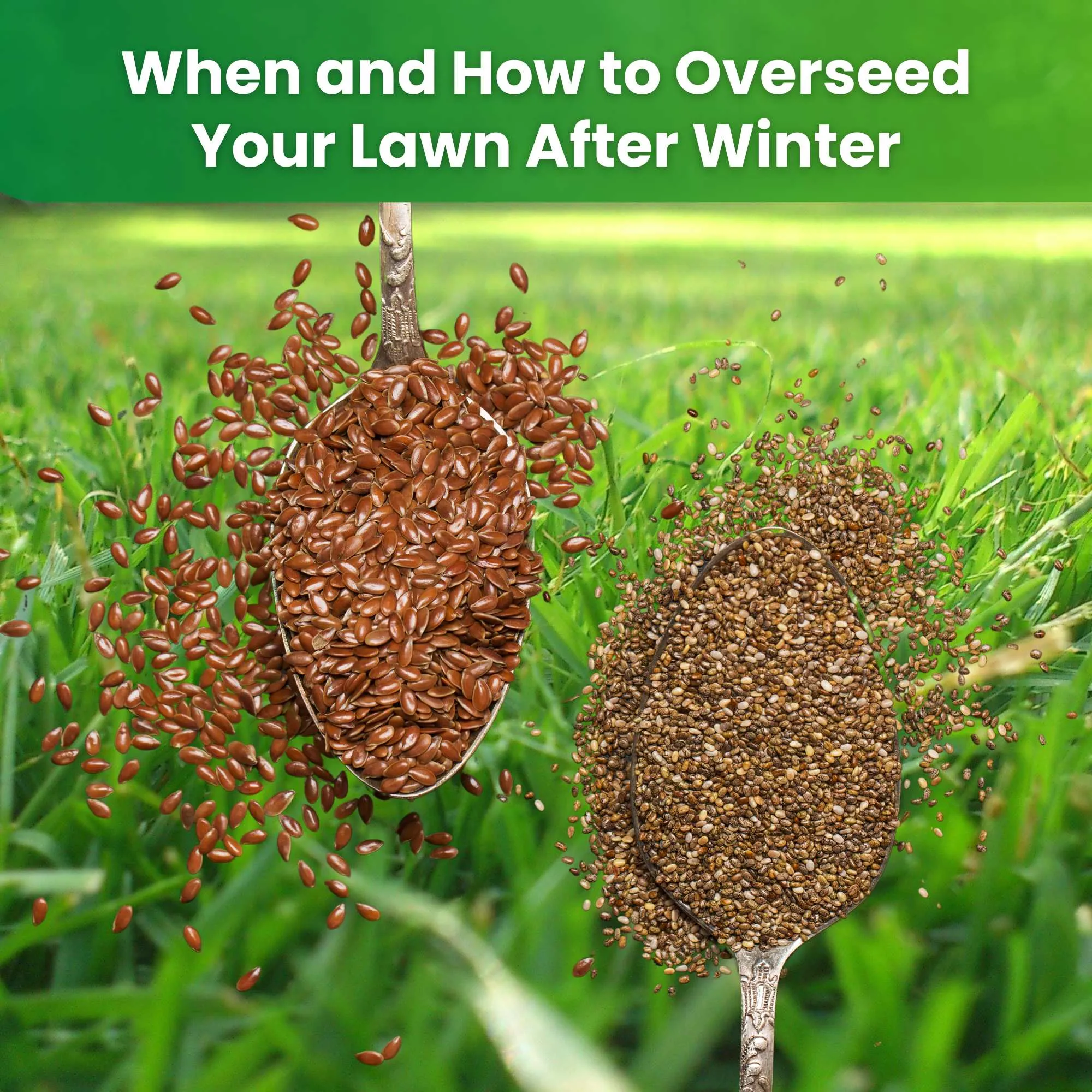 When and How to Overseed Your Lawn After Winter - Landzie
