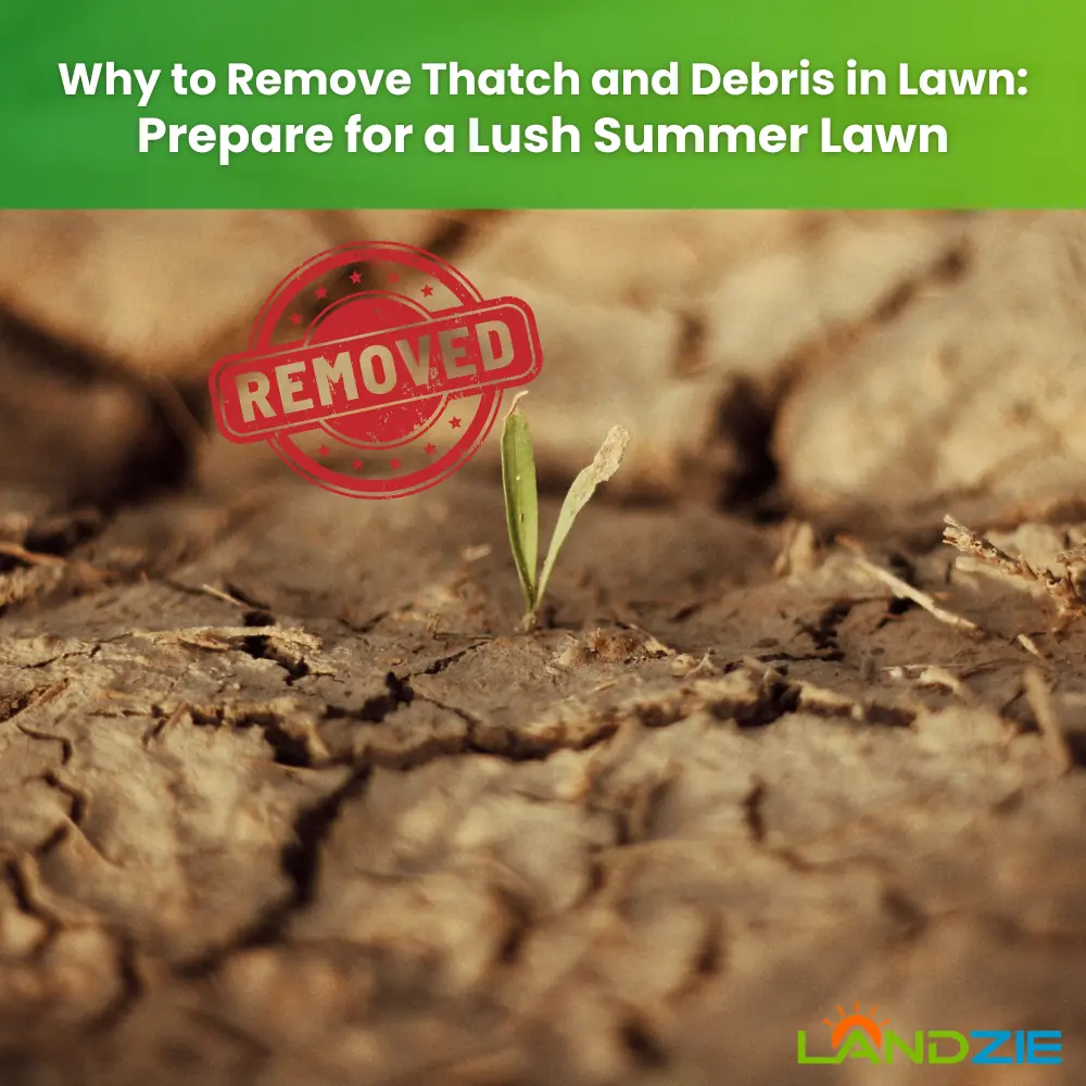 Why to Remove Thatch and Debris in Lawn - Landzie